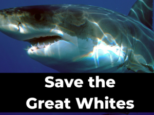 7 Ways You Can Help Save Great White Sharks from Extinction