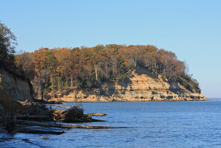 Shark Teeth in Calvert Cliffs, MD: Where to Find Them & More! - Vacation Wildlife