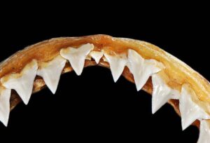 Shark Teeth in Calvert Cliffs, MD: Where to Find Them & More ...
